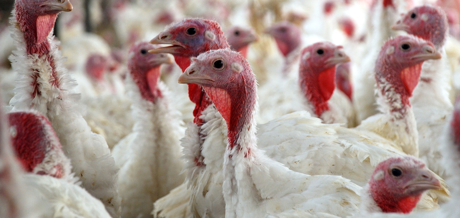 The Poultry Federation | Arkansas, Missouri, & Oklahoma